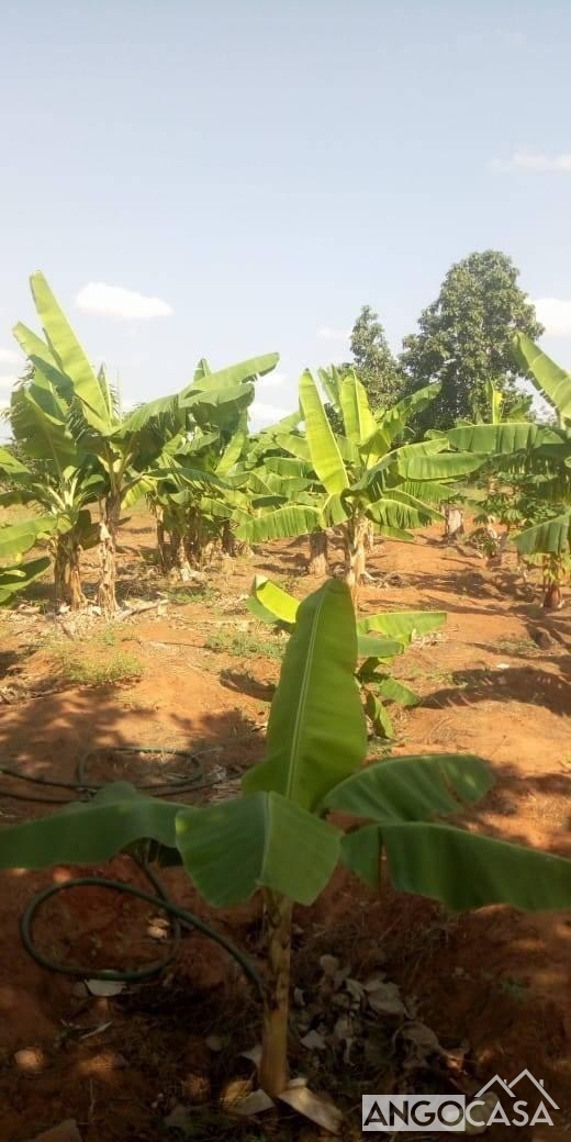 Quinta em Quenguela - Belas - Angocasa